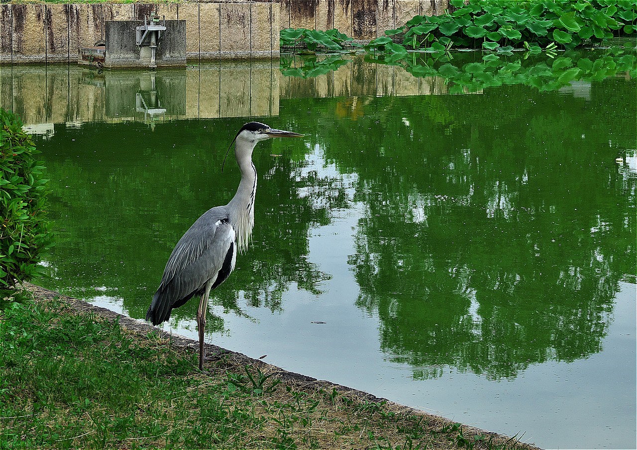 住之江公園散策 | きままな旅人
